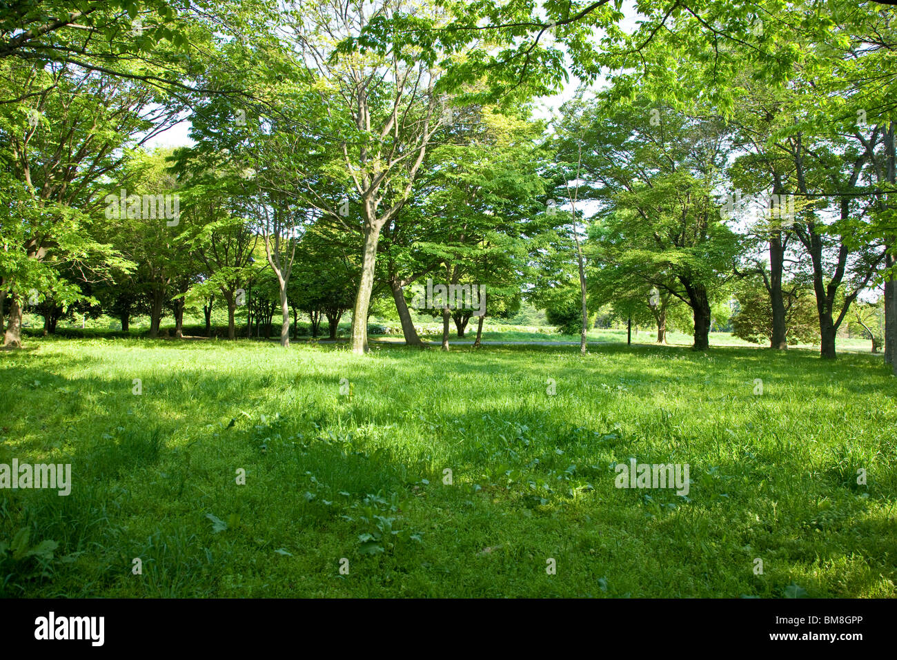 Spring vegetation tokyo hi-res stock photography and images - Alamy