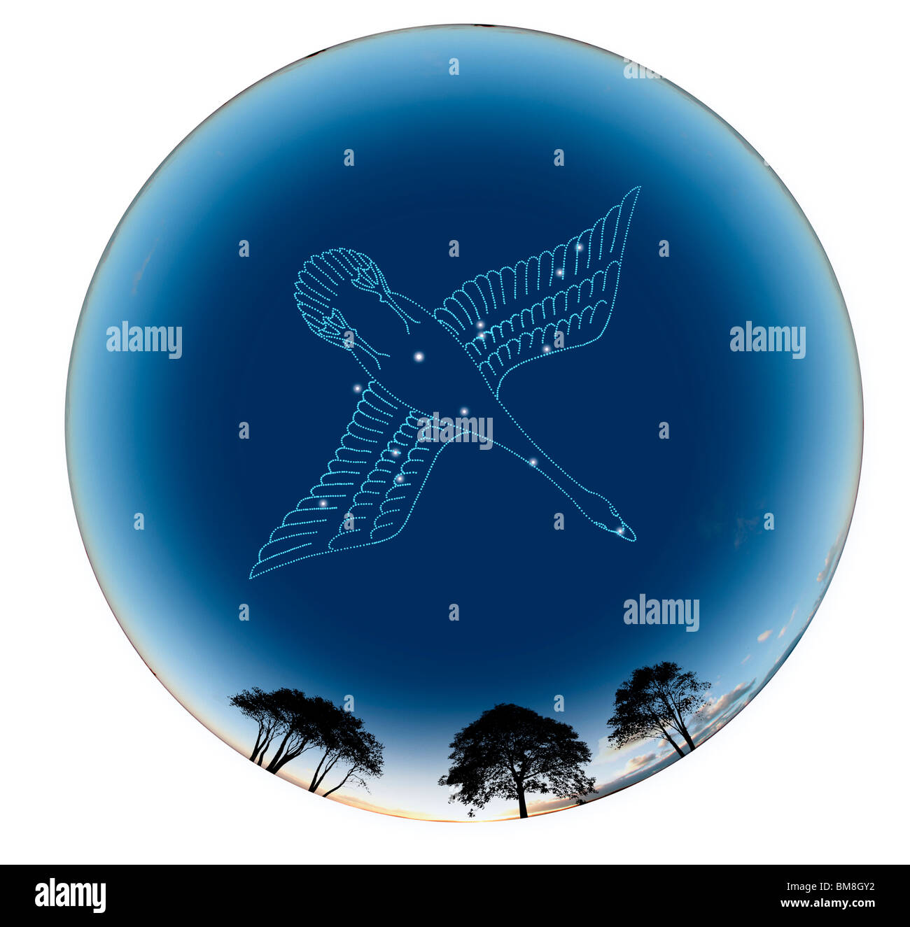 Image of Astrology sign, Cygnus, white background Stock Photo - Alamy