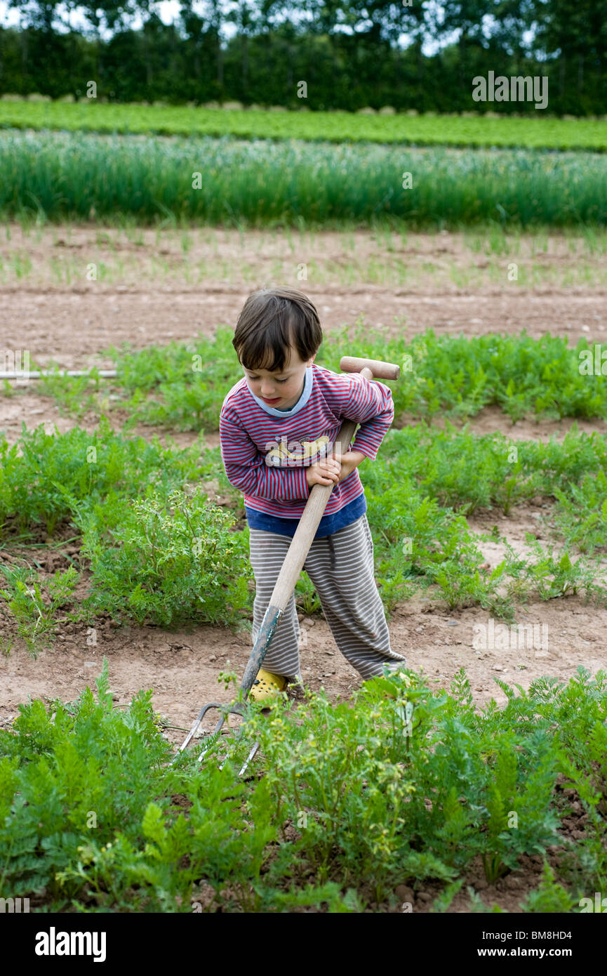 5 year old boy digging up carrots Stock Photo - Alamy