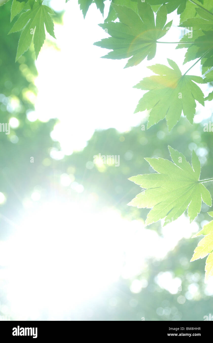 Japanese maple tree in spring, Kanagawa Prefecture, Honshu, Japan Stock ...