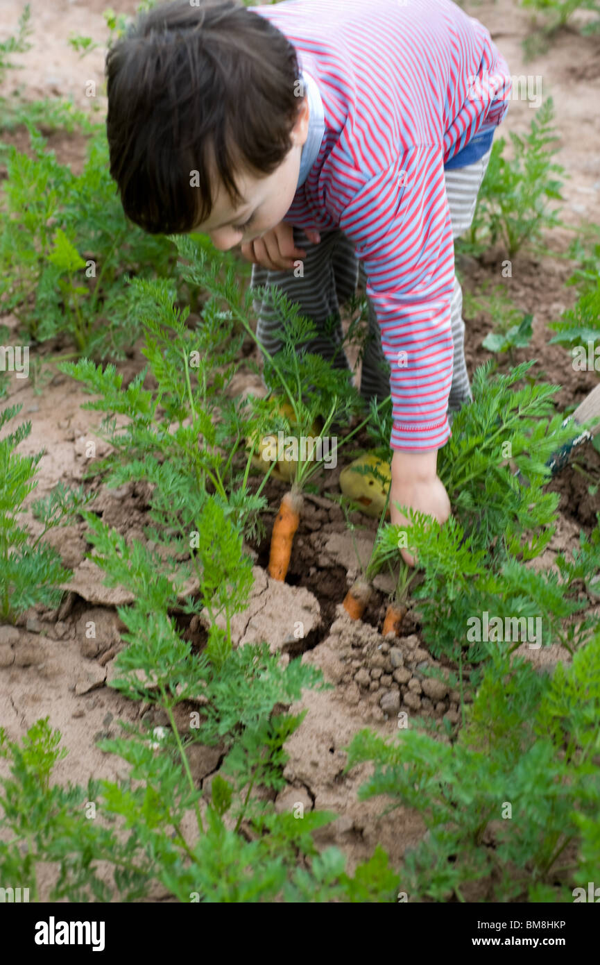 Boy digging vegetables hi-res stock photography and images - Alamy