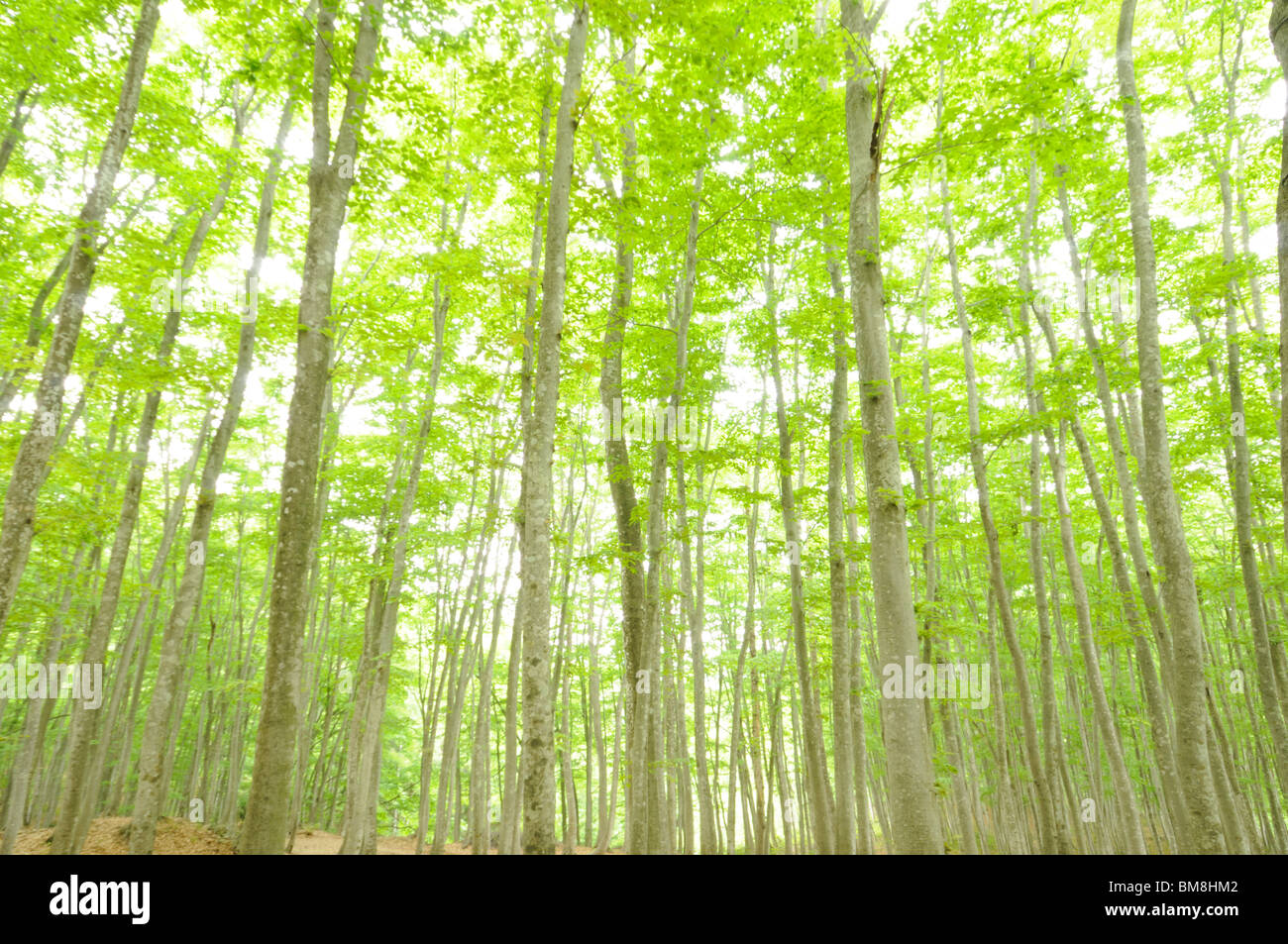 Beech forest, Niigata Prefecture, Honshu, Japan Stock Photo - Alamy