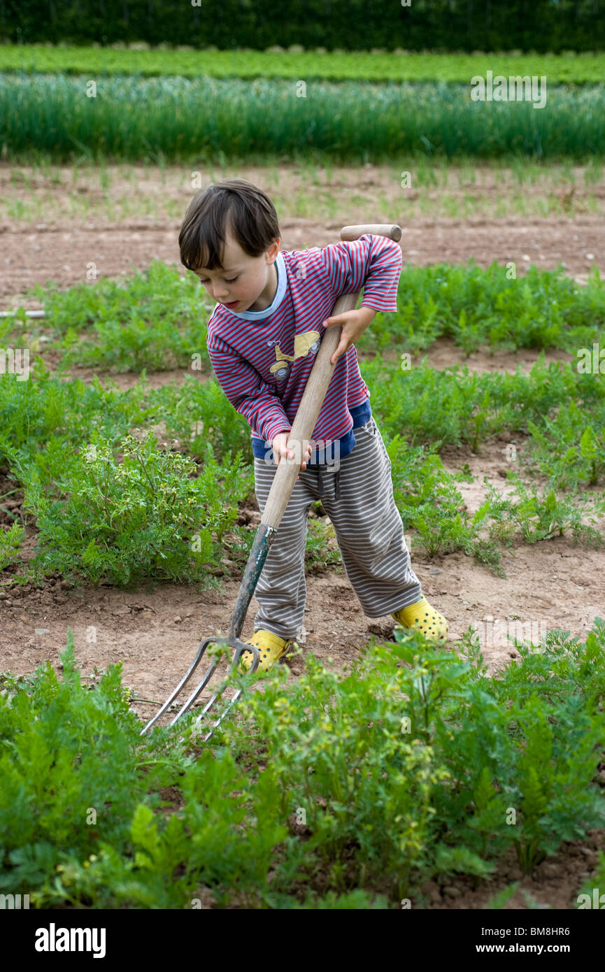 5 year old boy digging up carrots Stock Photo - Alamy
