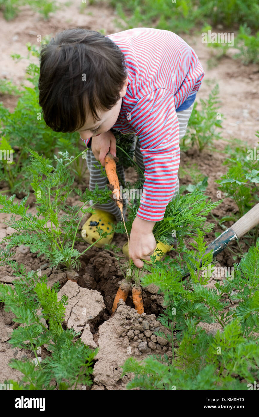Boy digging vegetables hi-res stock photography and images - Alamy