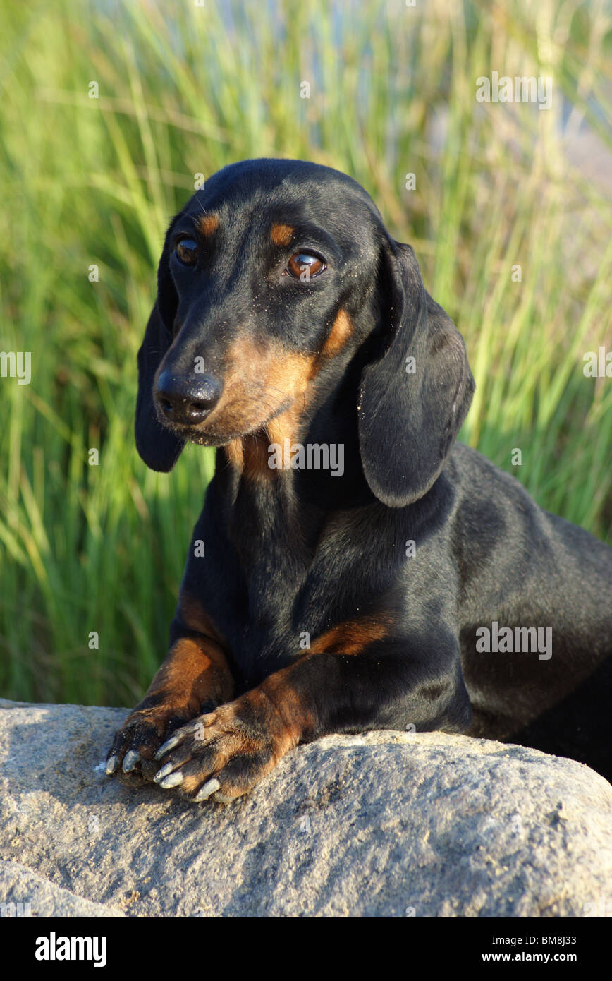 short hair Dachshund Stock Photo - Alamy