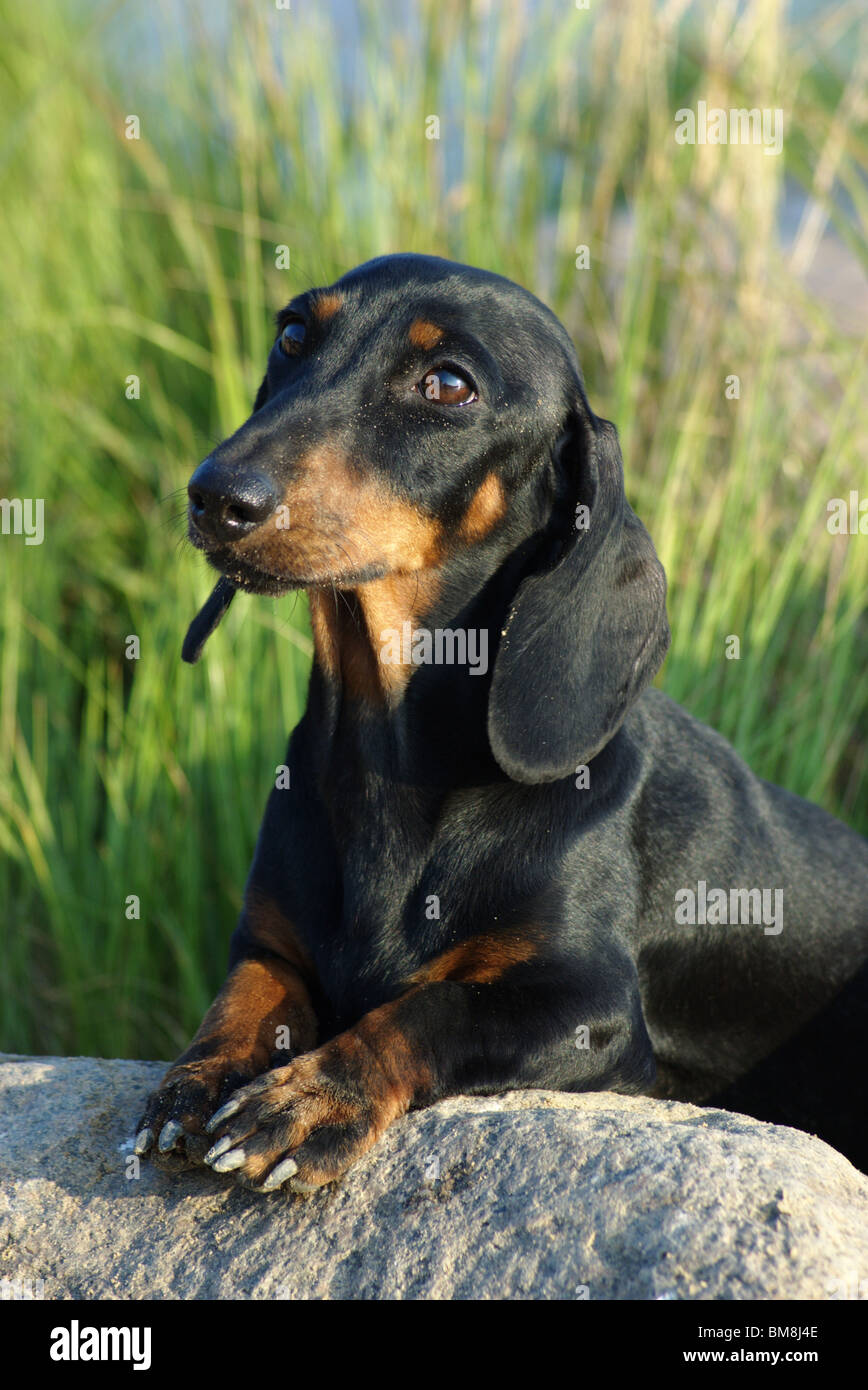 short hair Dachshund Stock Photo - Alamy