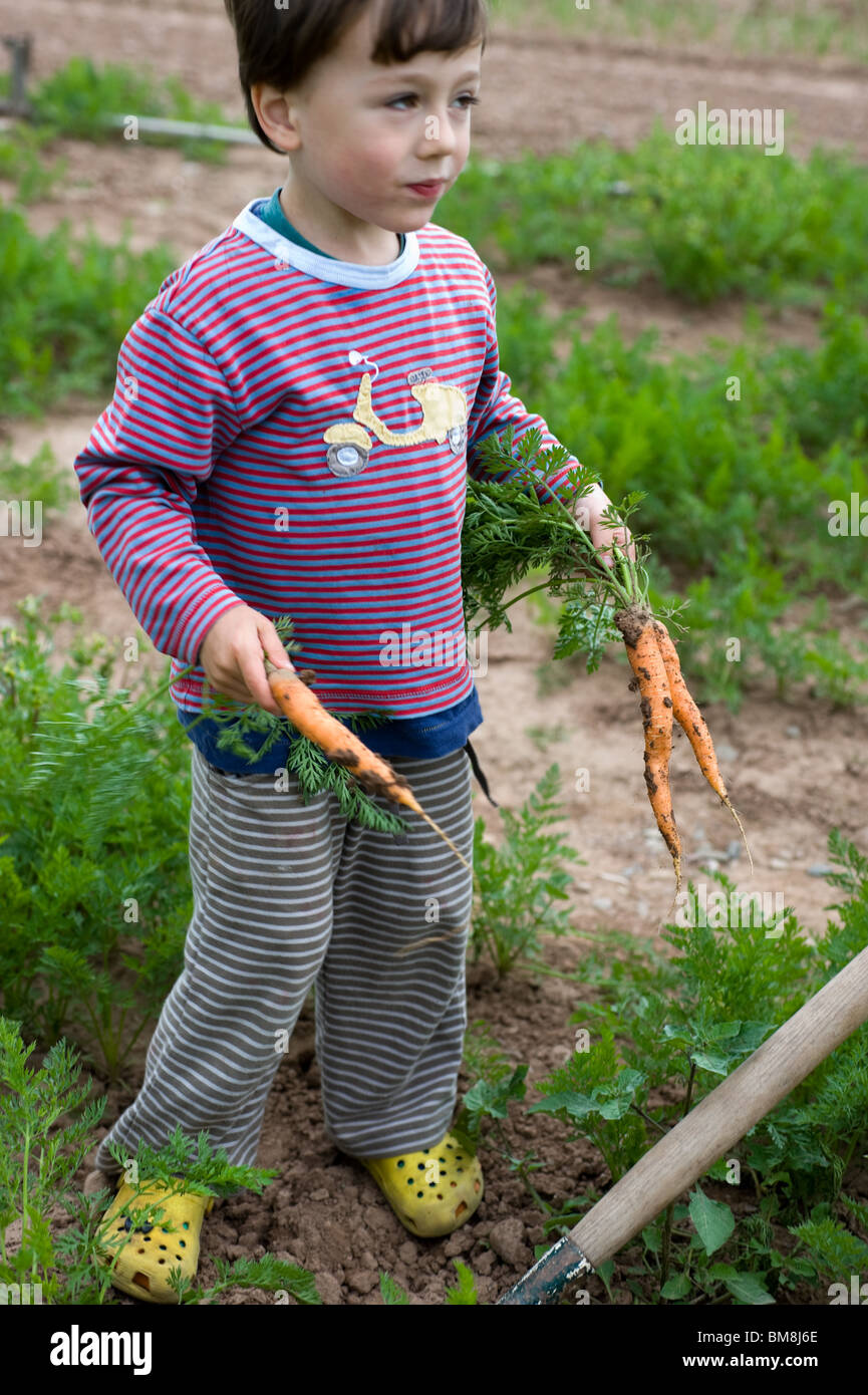 Boy digging vegetables hi-res stock photography and images - Alamy