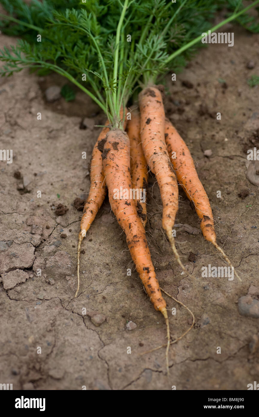 Boy digging vegetables hi-res stock photography and images - Alamy