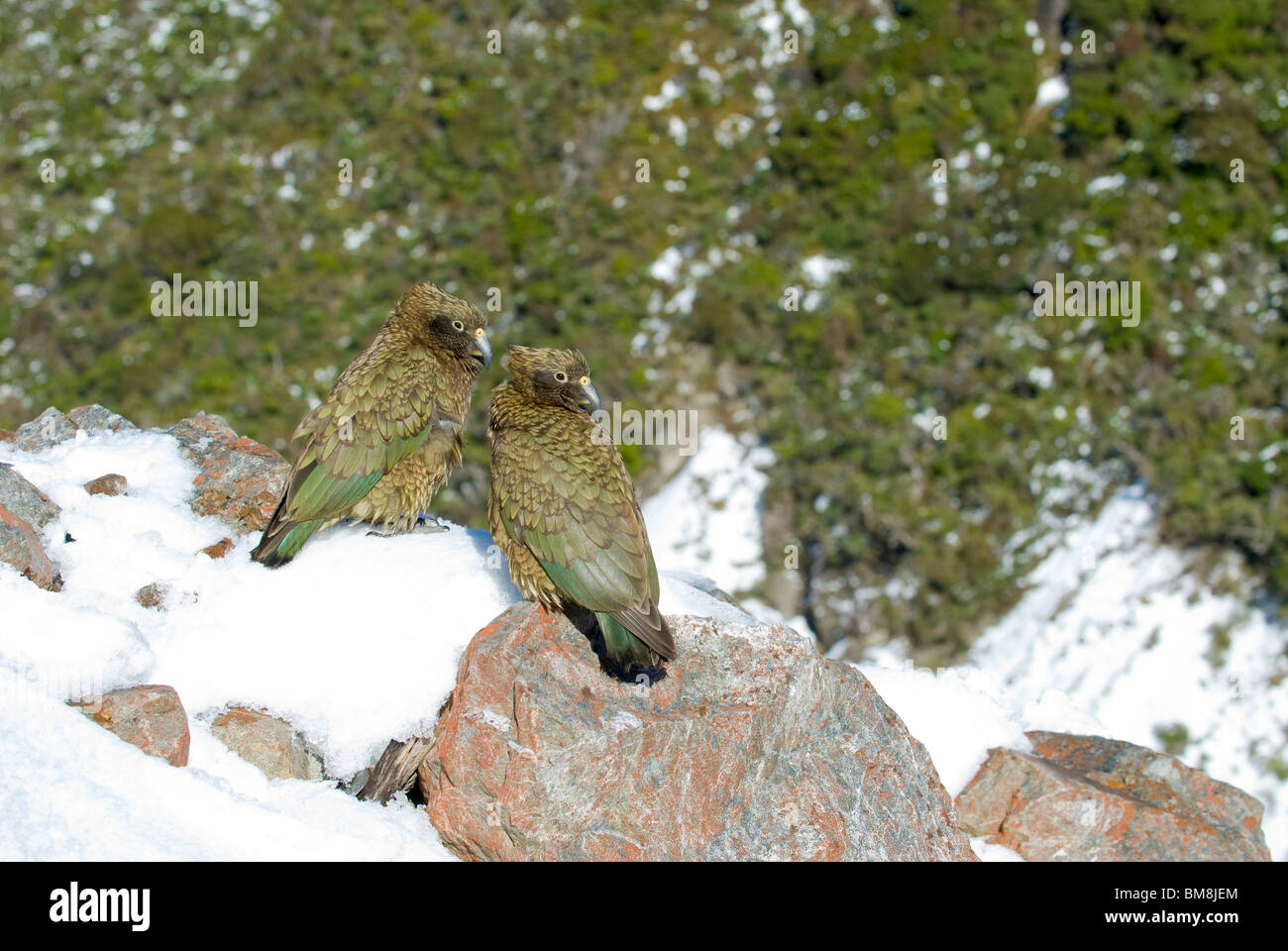 Kea nestor notabilis in snow New Zealand Stock Photo - Alamy