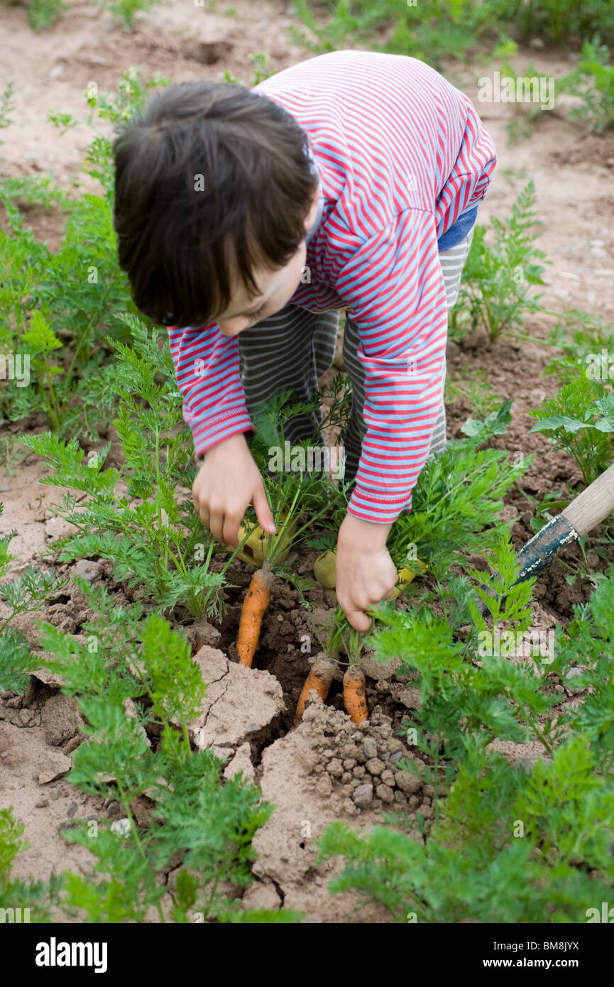 Boy digging vegetables hi-res stock photography and images - Alamy