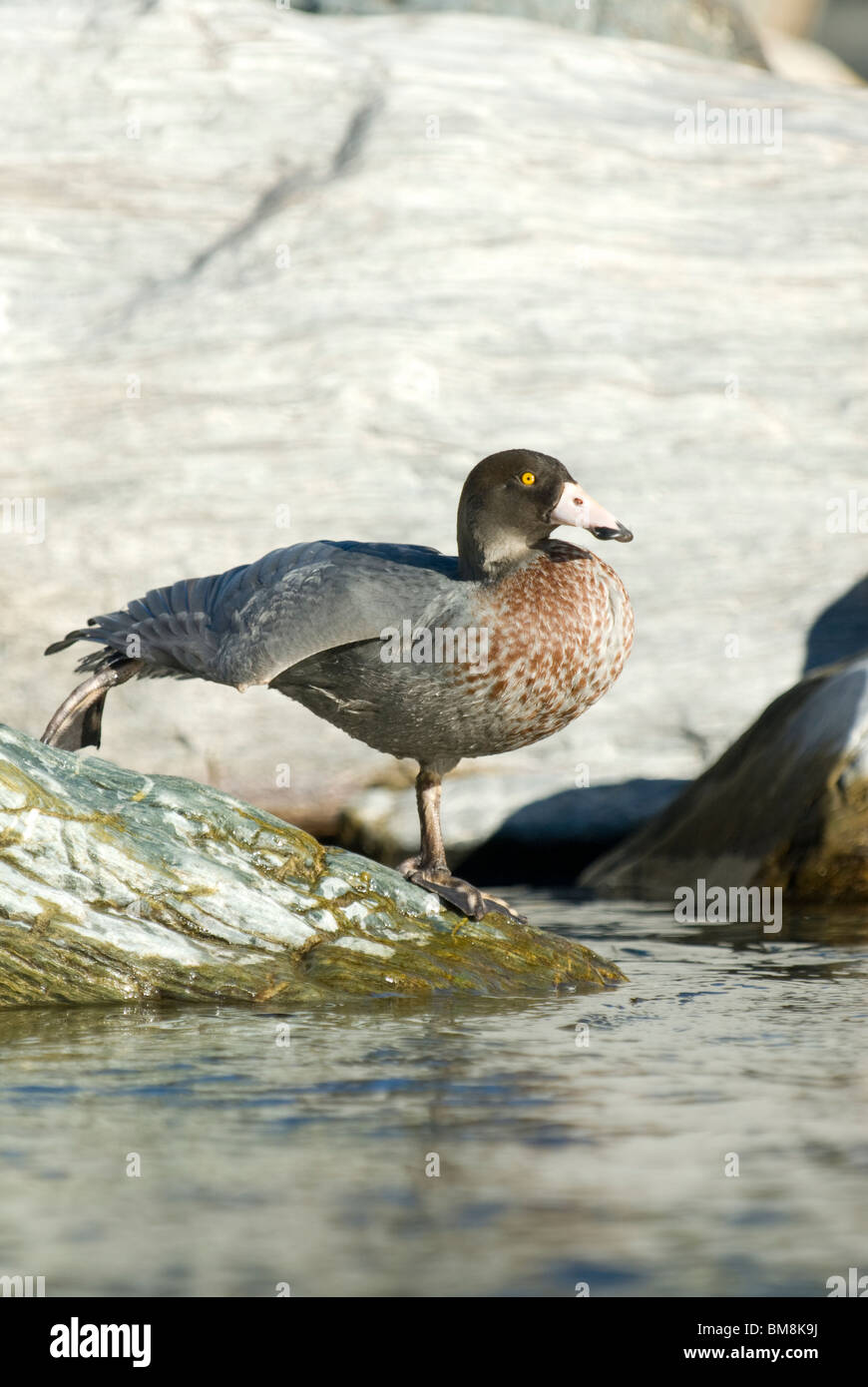 New zealand blue duck hi-res stock photography and images - Alamy