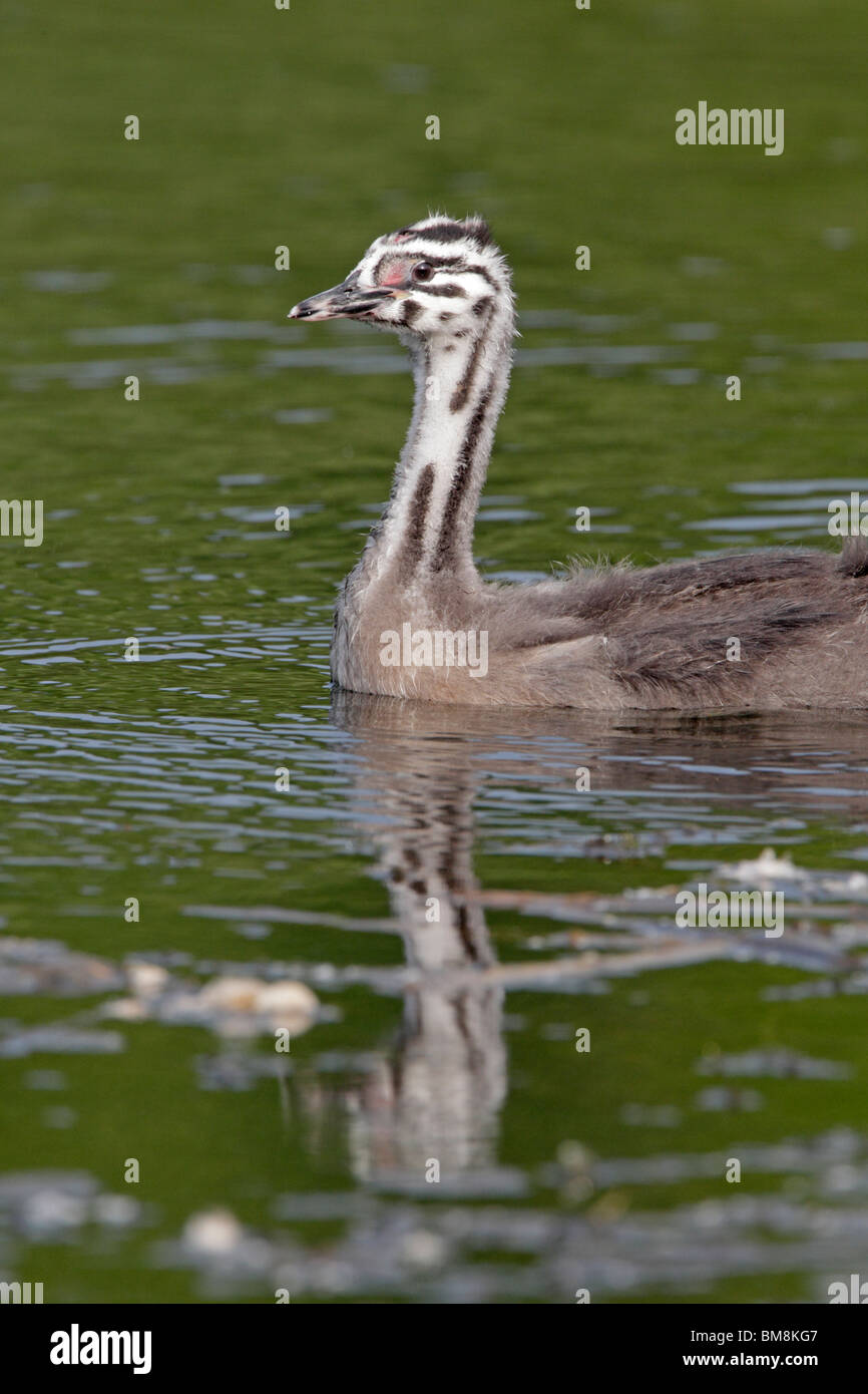 Great Crested Grebe chick Stock Photo - Alamy