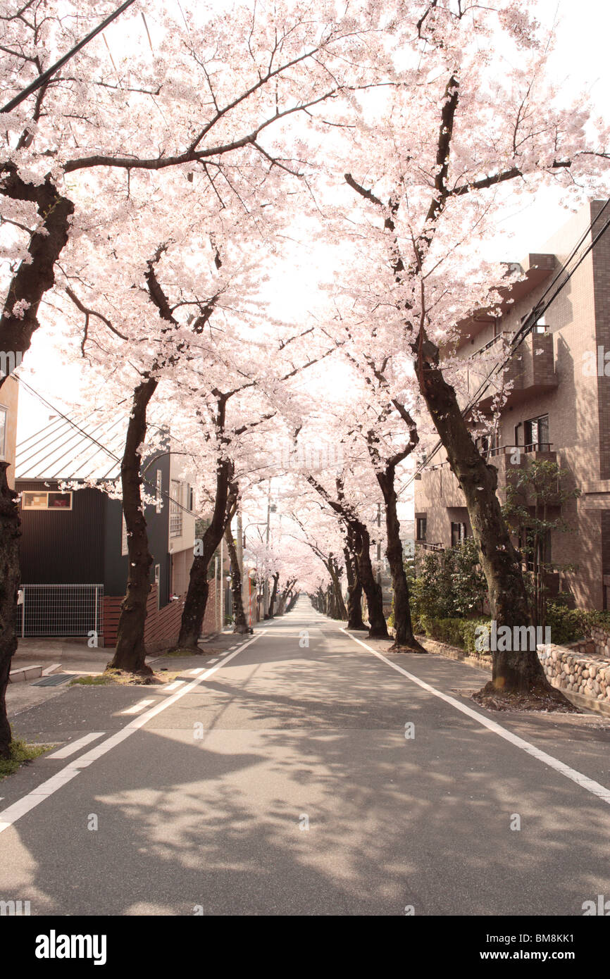 Tree lined boulevards hi-res stock photography and images - Alamy