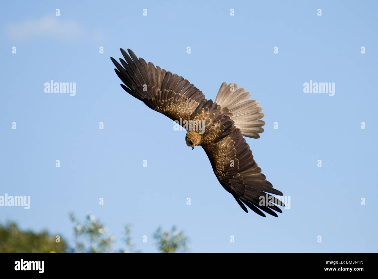 Black kite milvus migrans hi-res stock photography and images - Alamy