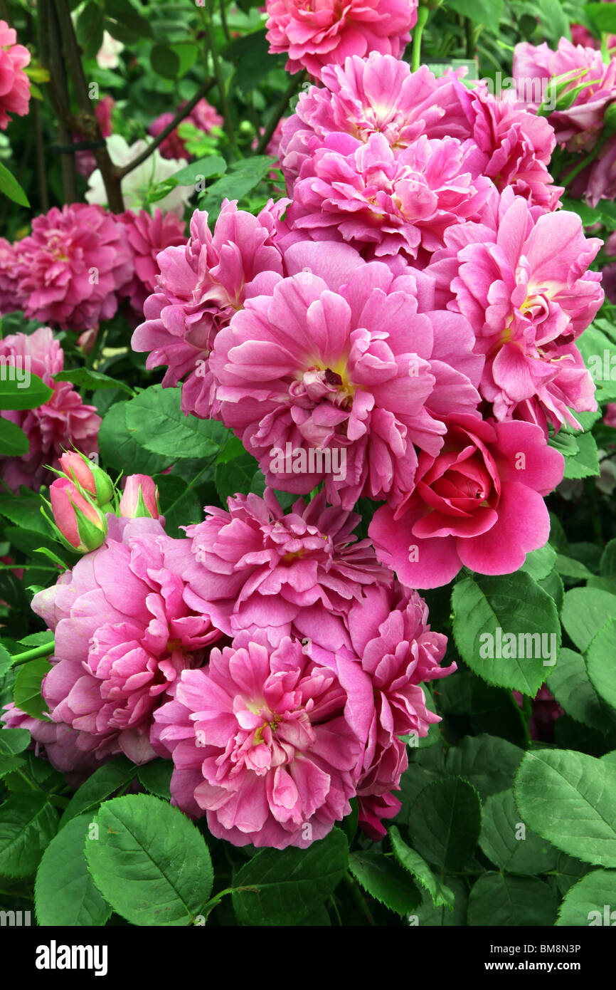 Rosa Princess Anne, new David Austen rose Stock Photo - Alamy