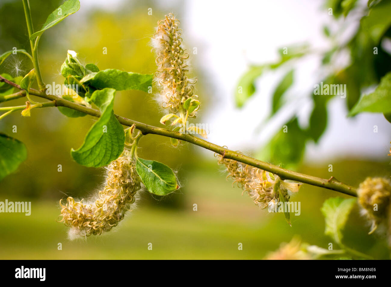 Goat willow hi-res stock photography and images - Alamy
