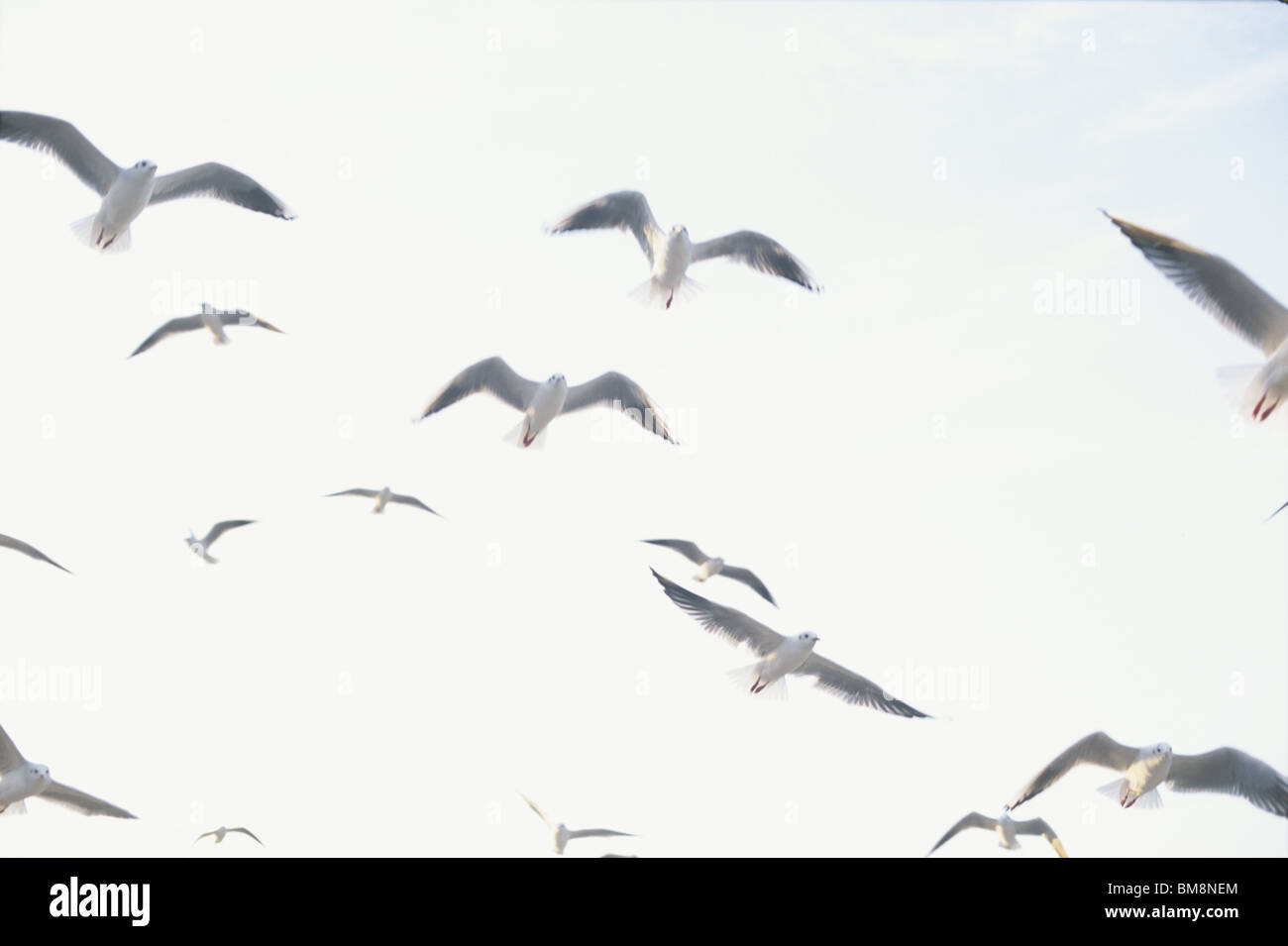 Flock seagulls flying in groups hi-res stock photography and images - Alamy