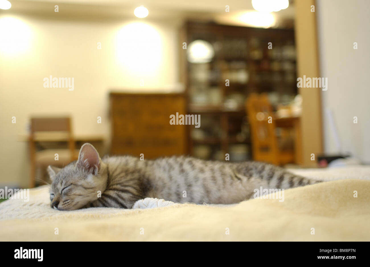 Cat sleeping on bed Stock Photo - Alamy