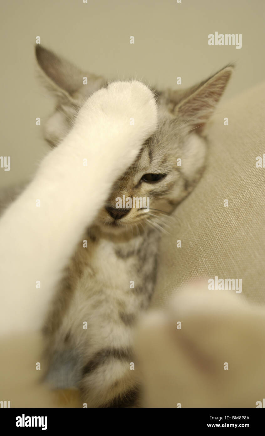Cats playing together hi-res stock photography and images - Alamy