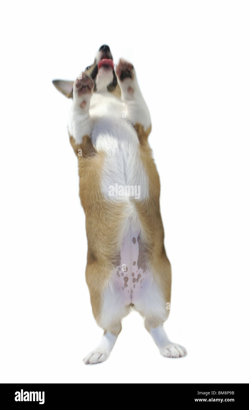 Welsh Corgi standing on white background Stock Photo - Alamy