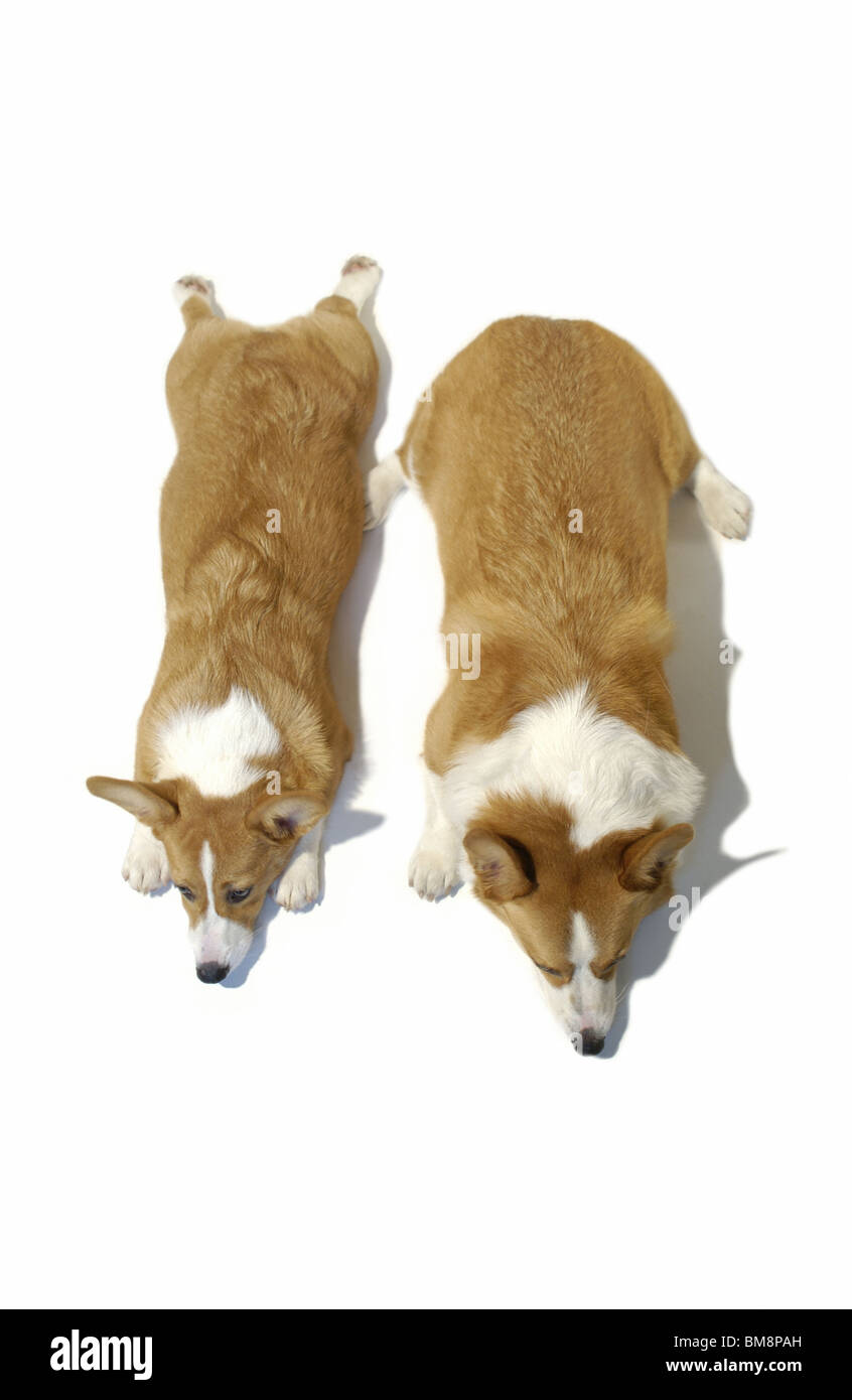 Two Welsh Corgis lying side by side, white background Stock Photo - Alamy