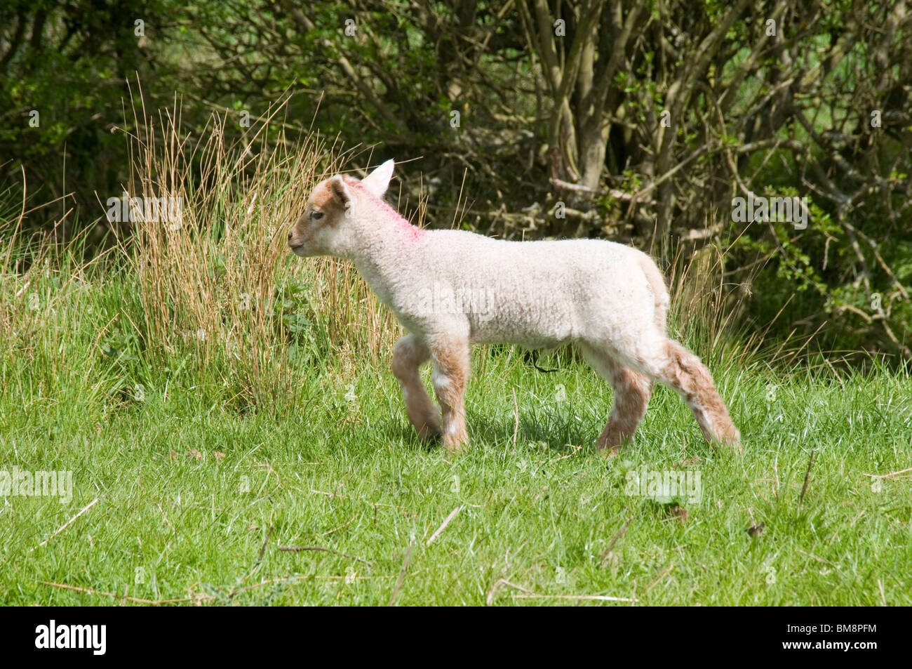 lamb lambs spring newborn new born small young sheep meat production ...