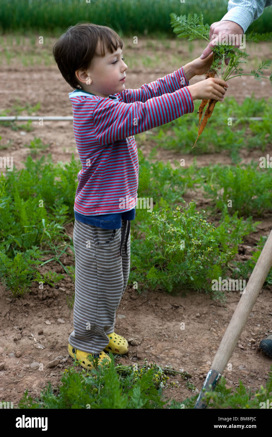 Boy digging vegetables hi-res stock photography and images - Alamy