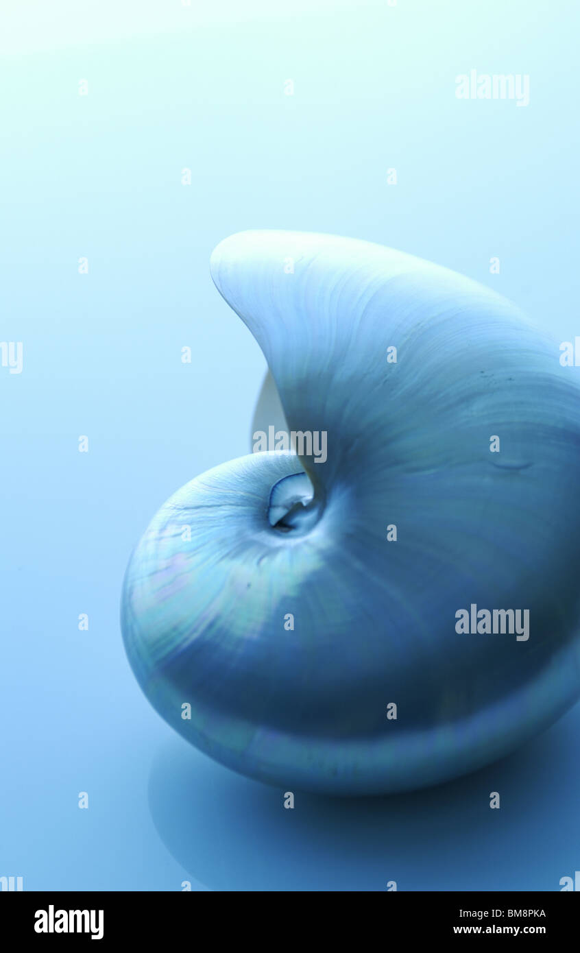 Nautili hi-res stock photography and images - Alamy