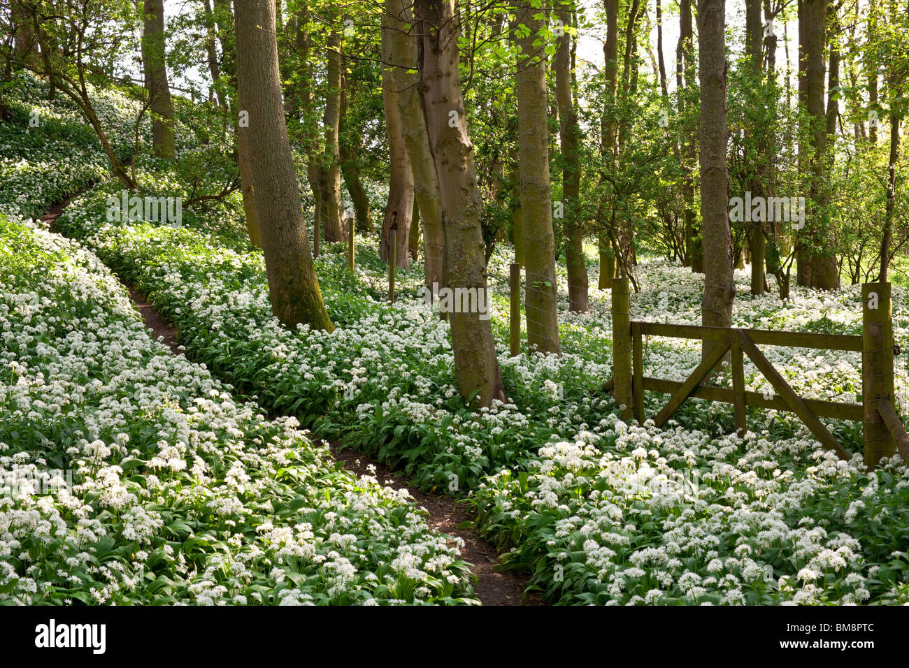Ramsons (Allium ursinum) or Wild Garlic in woodland near Aysgarth ...