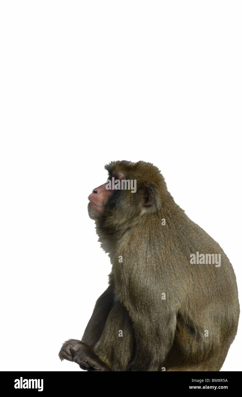 Side View of Japanese Macaque Stock Photo - Alamy