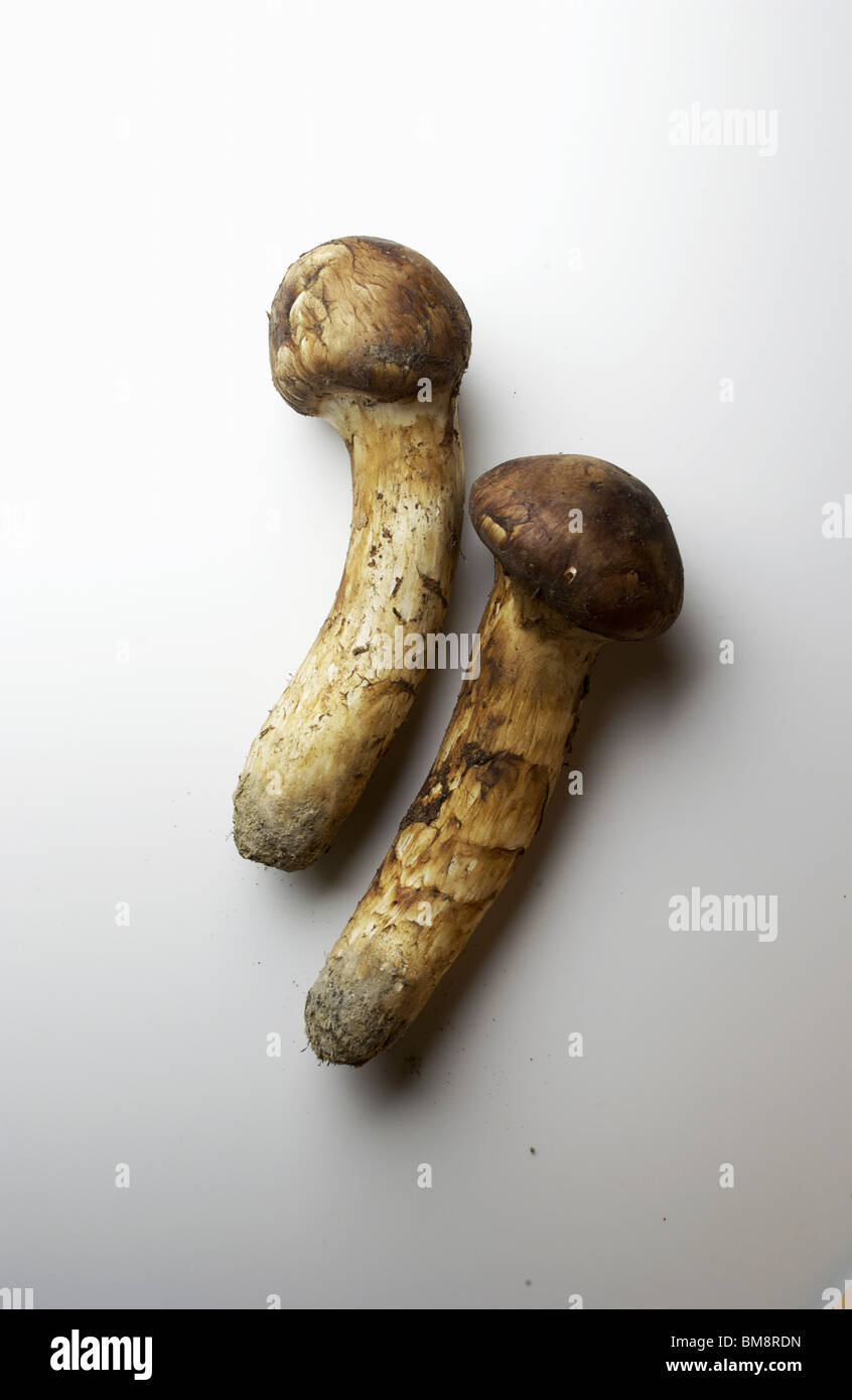 Matsutake mushrooms, white background Stock Photo - Alamy
