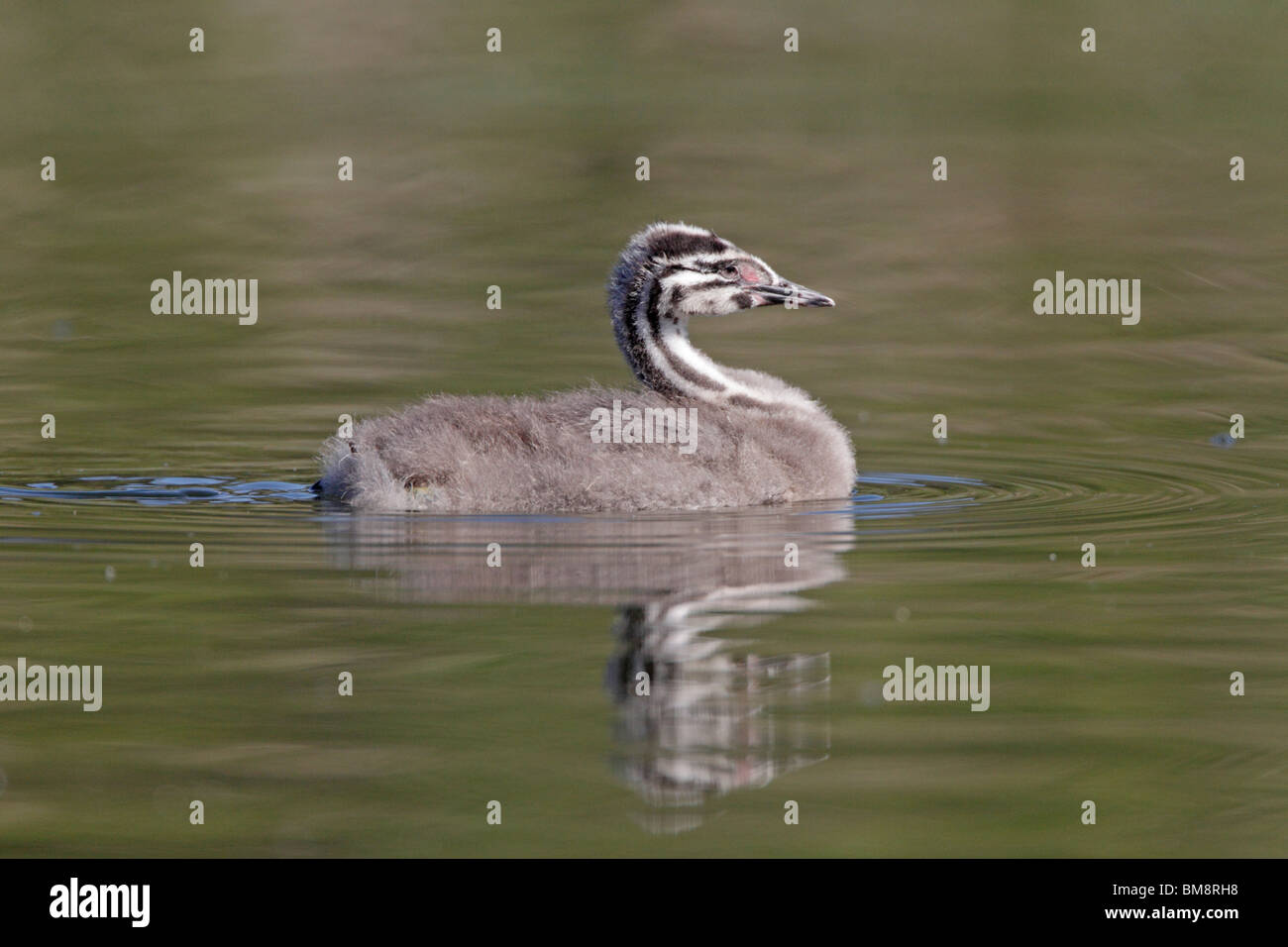 Crested grebe chick hi-res stock photography and images - Alamy