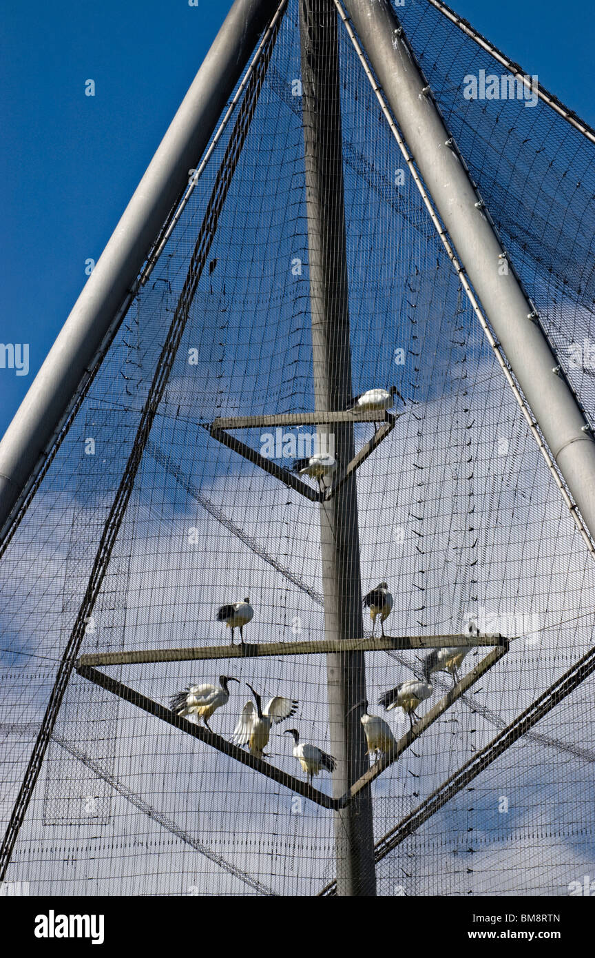 London Zoo, the Snowdon Aviary with birds Stock Photo - Alamy