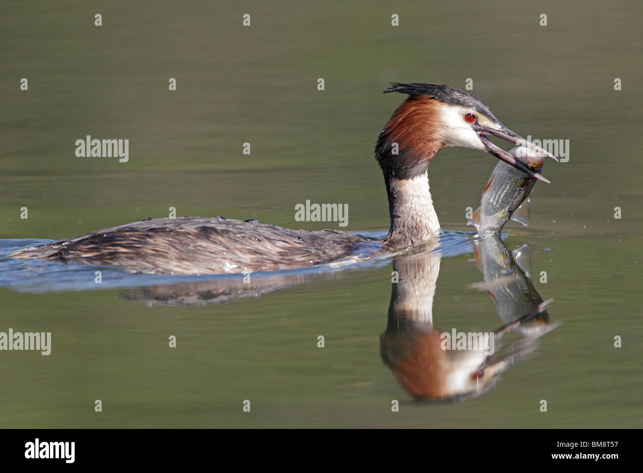 Adult Great Crested Grebe carrying fish Stock Photo - Alamy