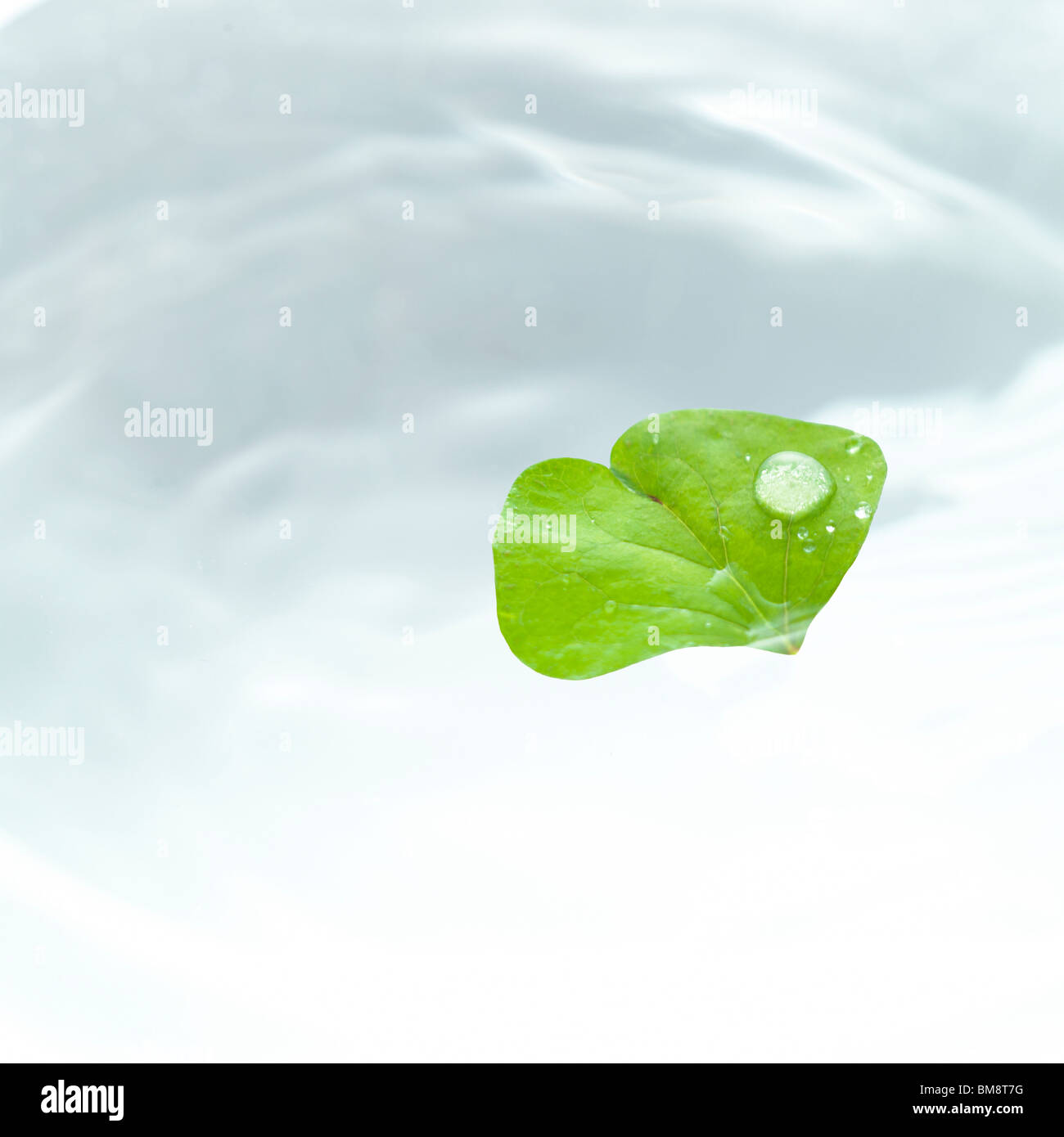 Leaf floating on water surface, white background, copy space, computer ...