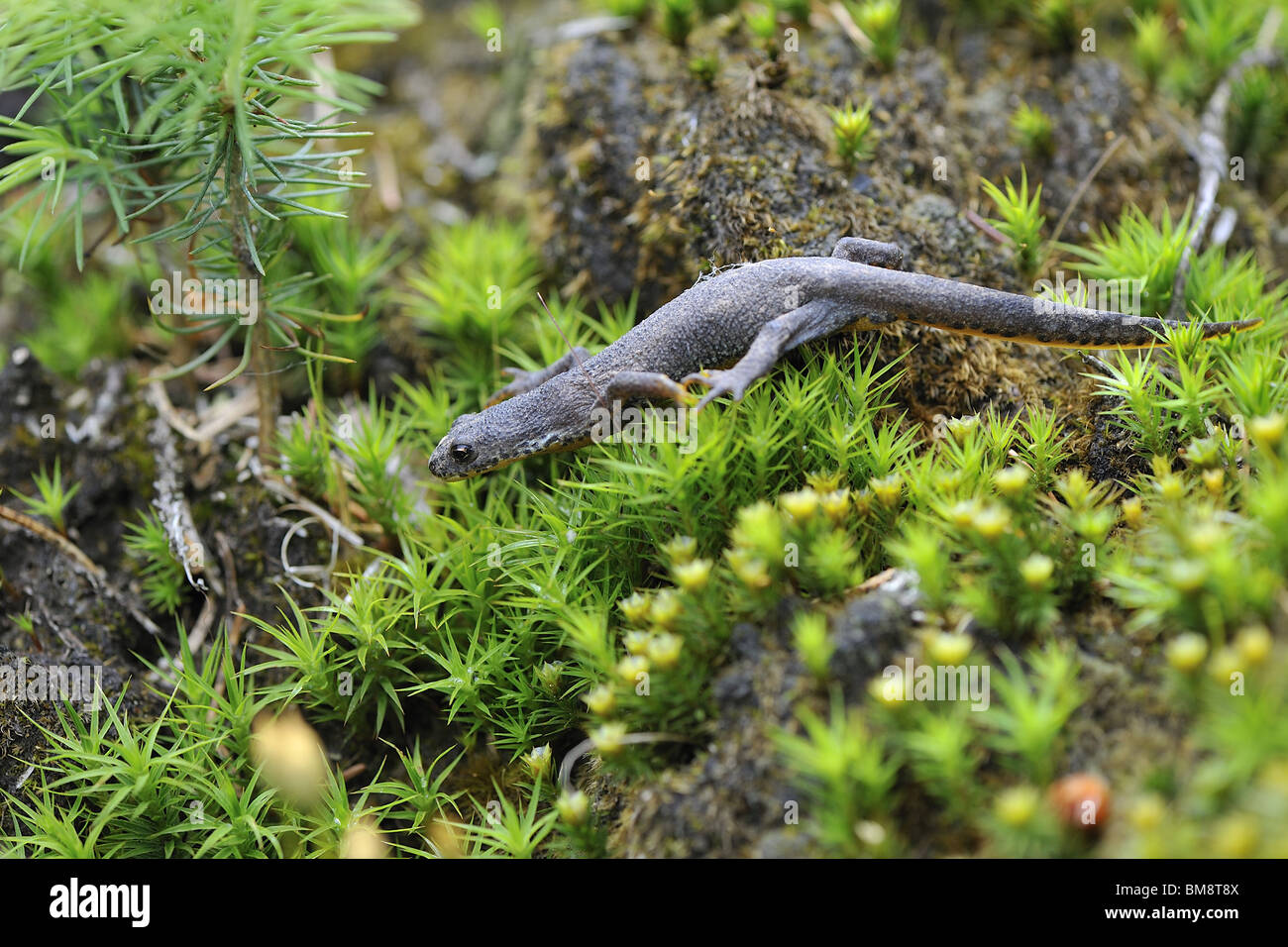 Alpine newt (Triturus alpestris) walking on moss in a wood Stock Photo ...