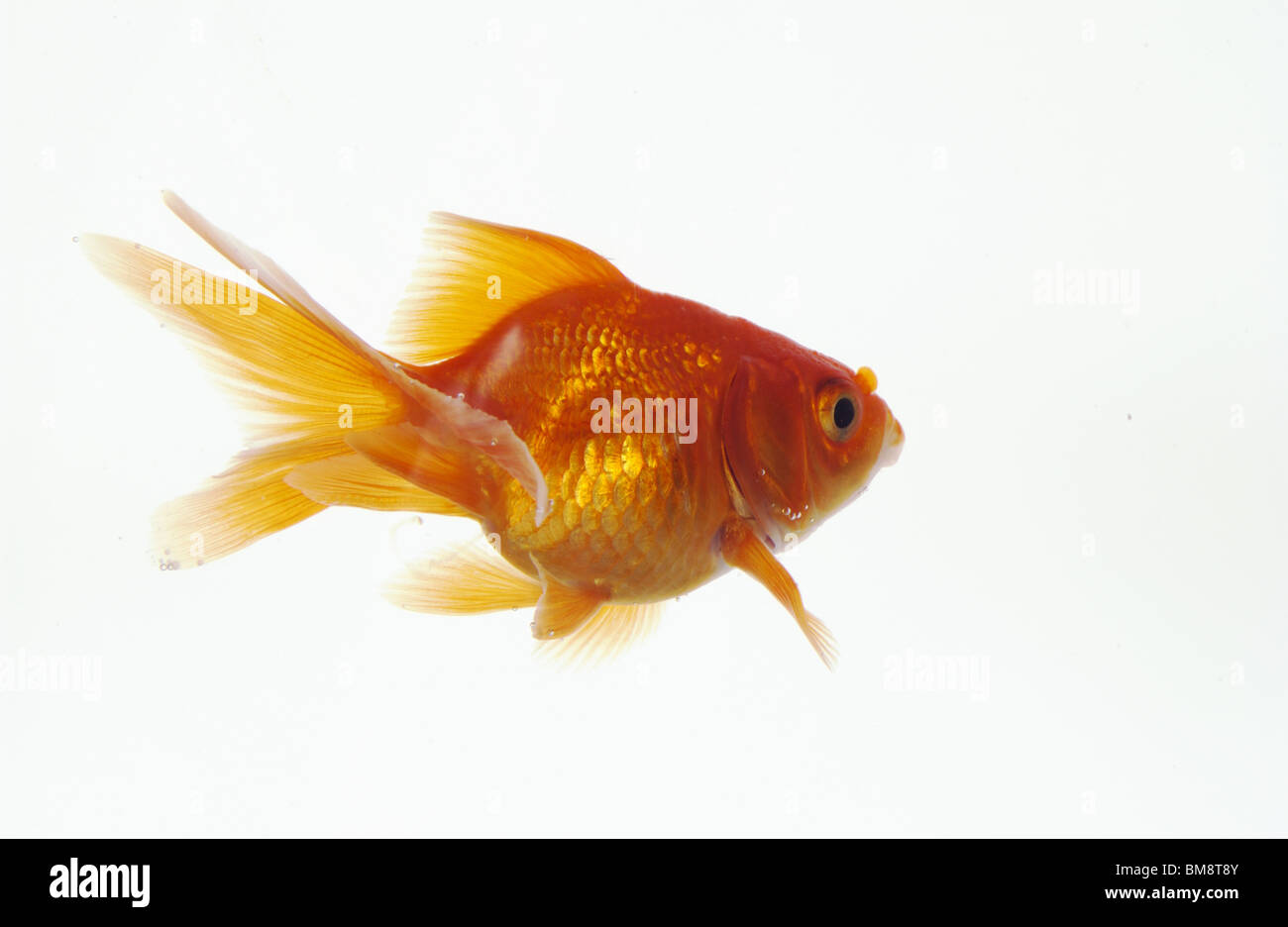 Goldfish, white background Stock Photo - Alamy