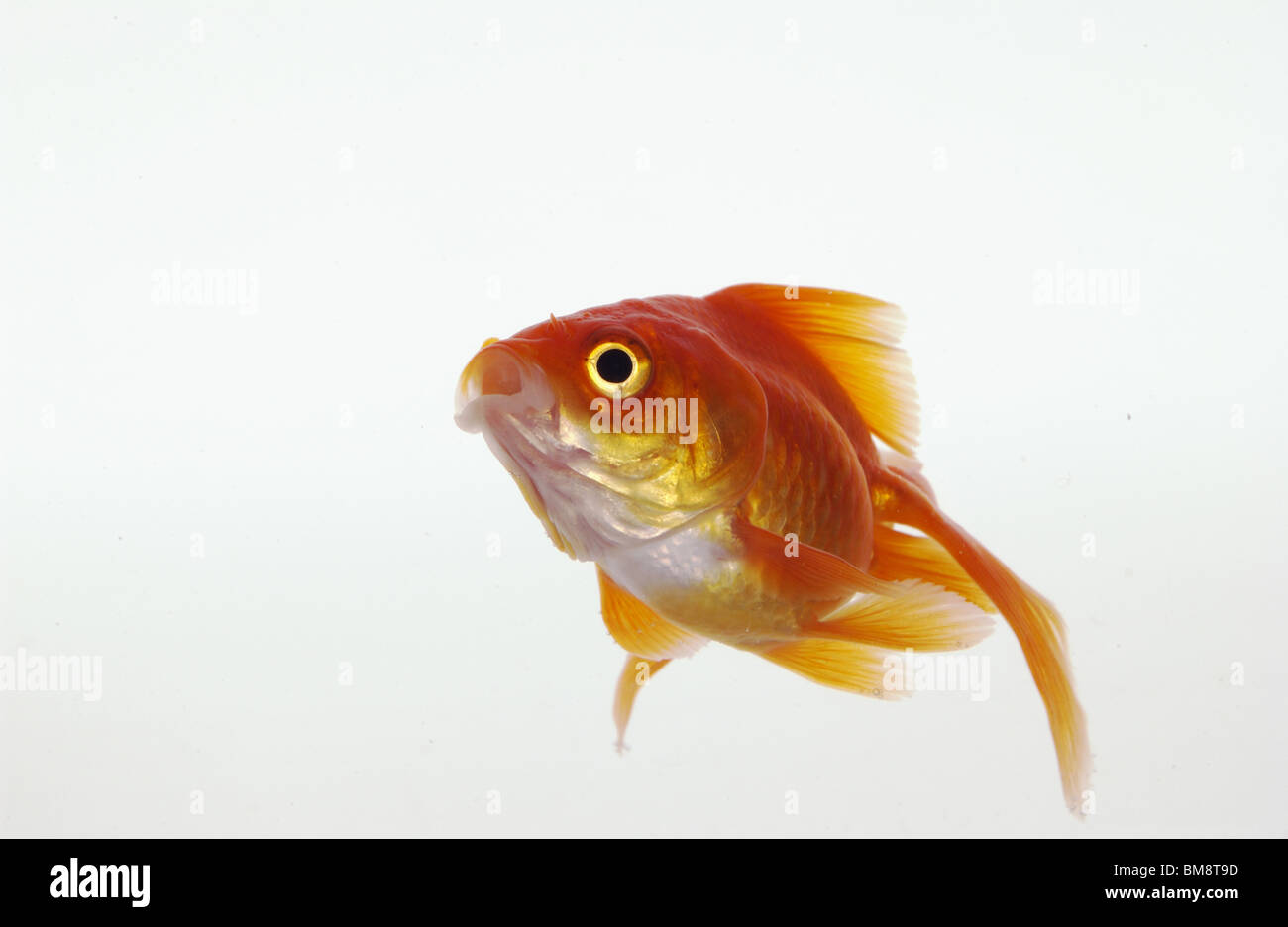 Goldfish, white background Stock Photo - Alamy