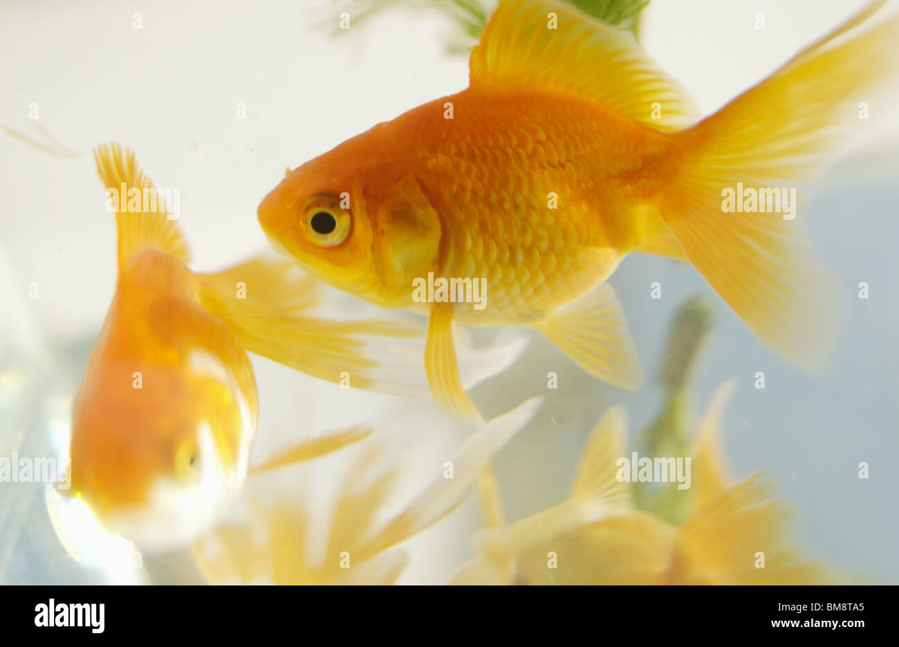 Goldfish inside fish tank hi-res stock photography and images - Alamy