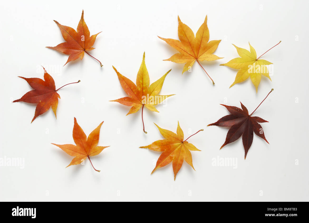 Japanese maple leaves in autumn Stock Photo - Alamy