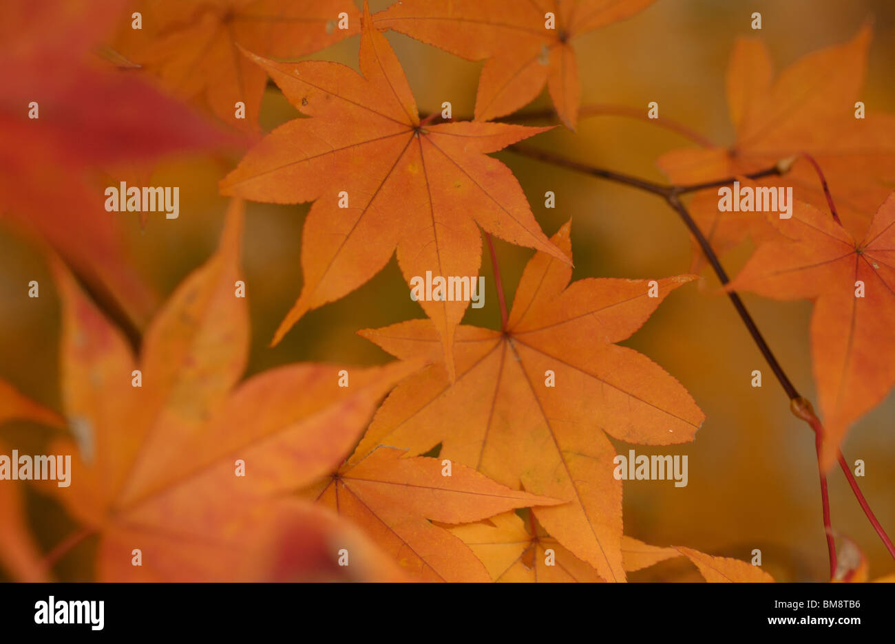 Japanese red leafed maple hi-res stock photography and images - Alamy