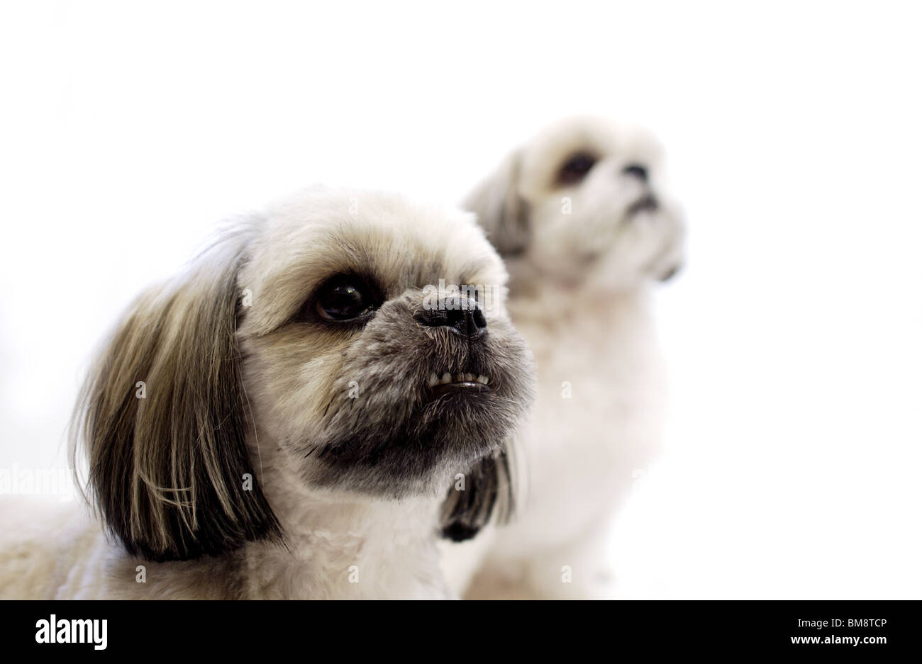 Side view shih tzu sitting hi-res stock photography and images - Alamy