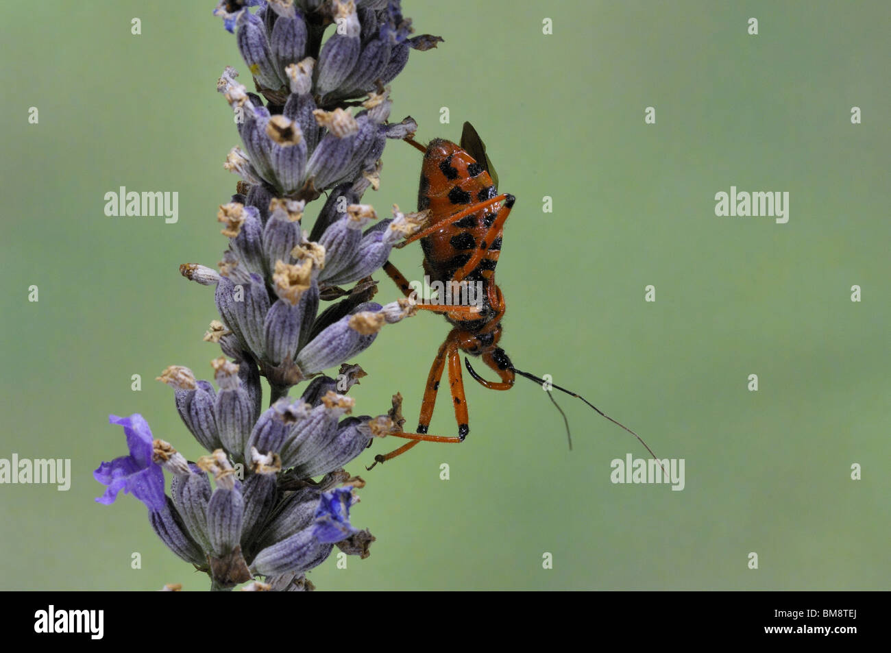 Bug on lavender hi-res stock photography and images - Alamy