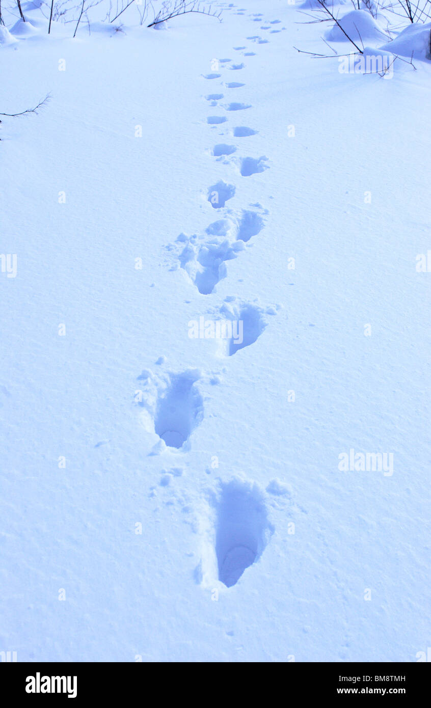 Footprints in snow Stock Photo - Alamy