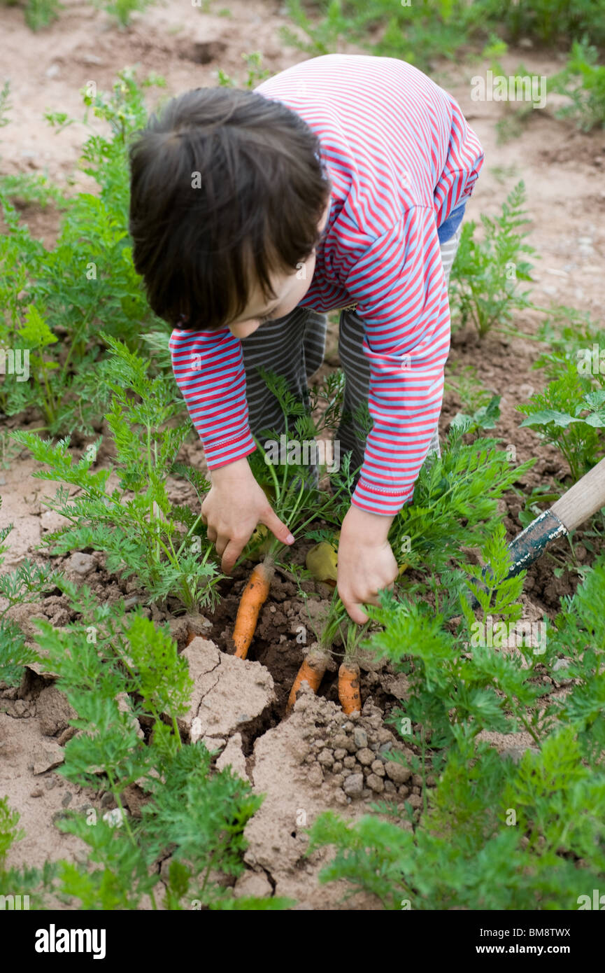 5 year old boy digging up carrots Stock Photo - Alamy