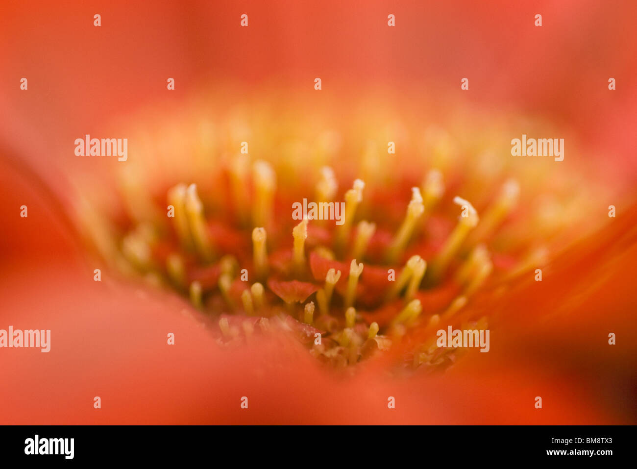 Flower stamen, extreme close-up Stock Photo - Alamy