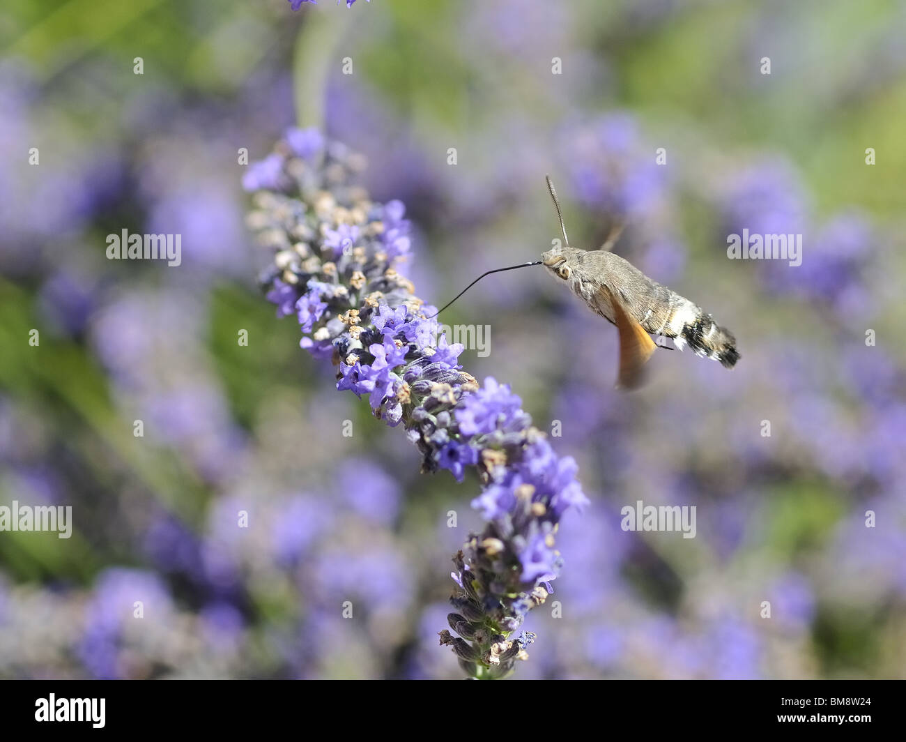 Hummingbird hawk-moth (also Olive bee hawk-moth) gathering nectar on ...