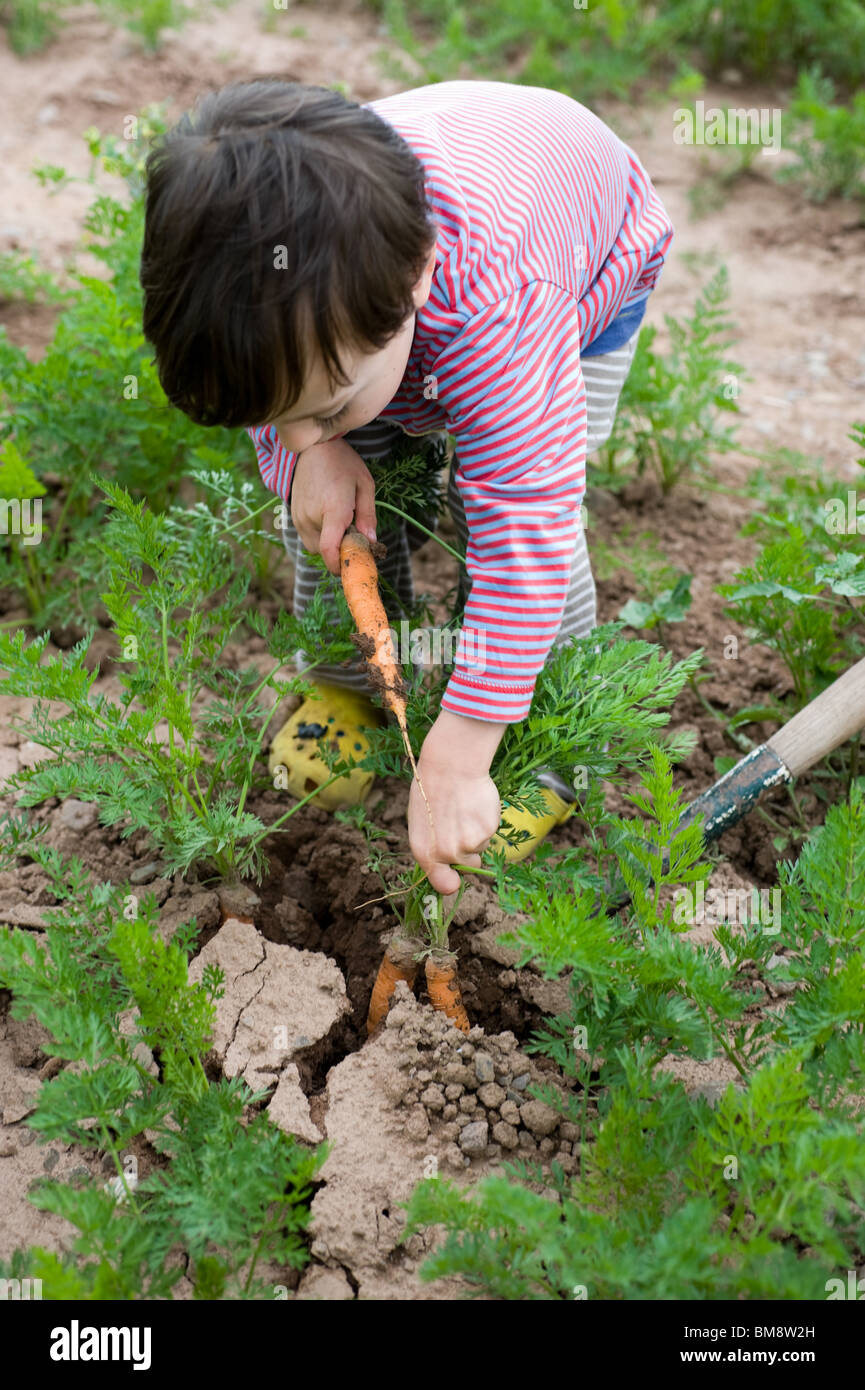 Boy digging vegetables hi-res stock photography and images - Alamy