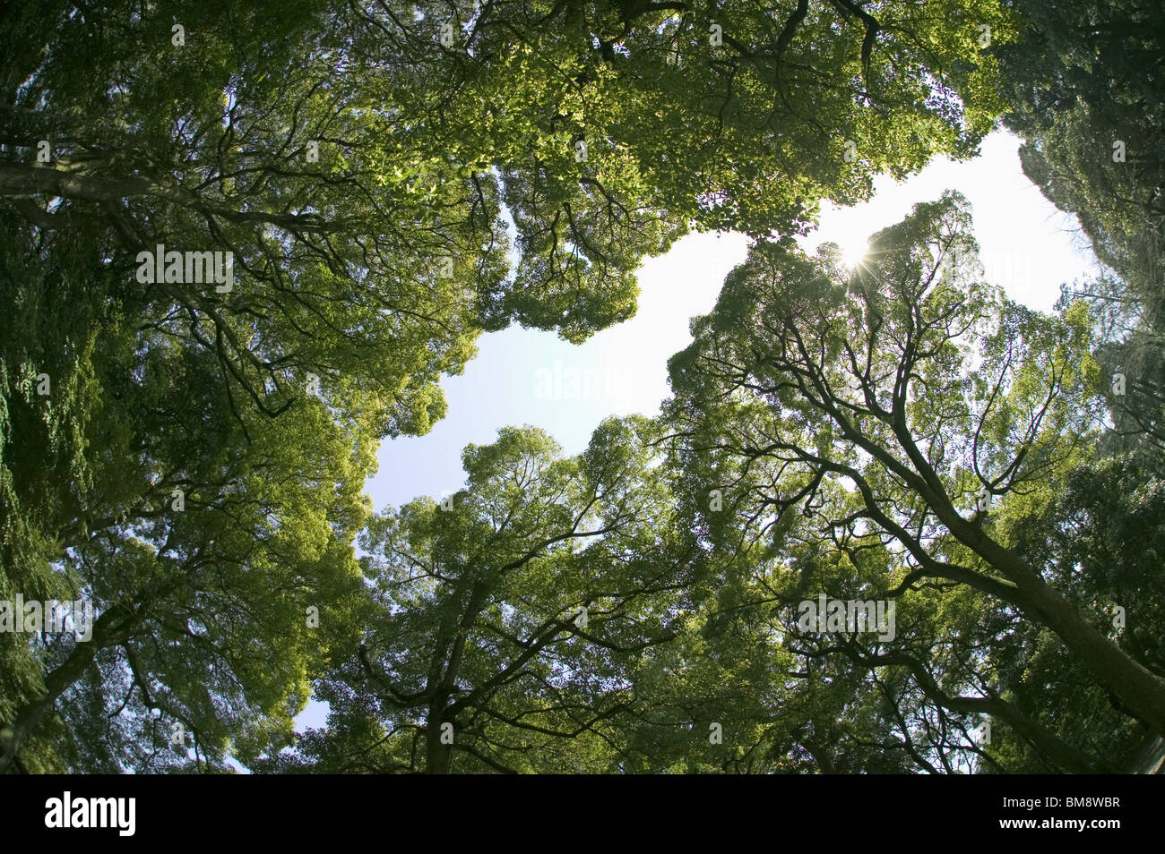Trees with green leaves Stock Photo - Alamy