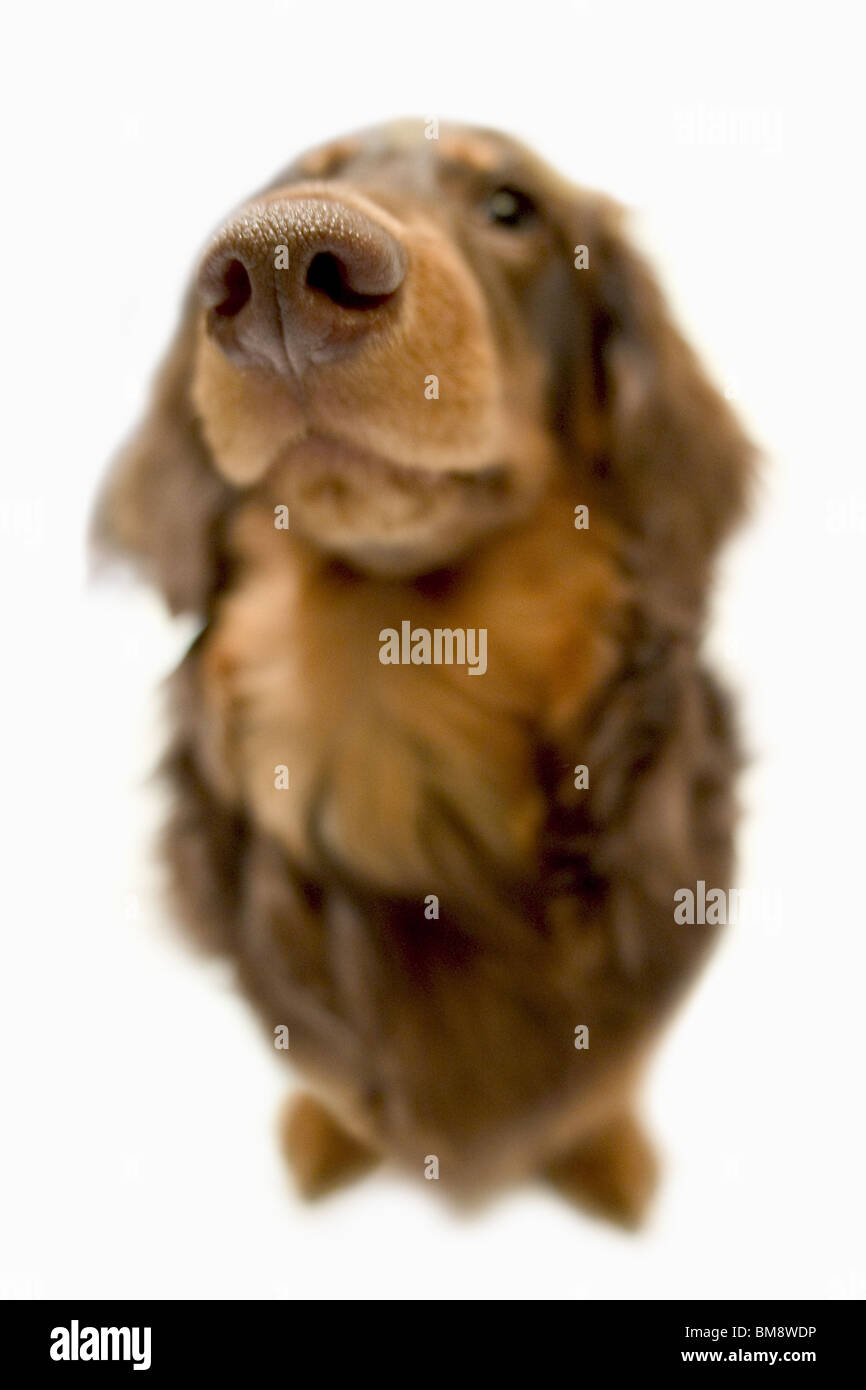 Close up nose miniature dachshund hi-res stock photography and images ...
